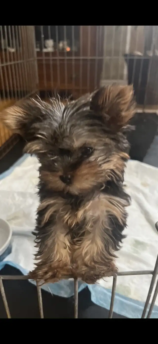 NORTHERN YORKIE PUPPIENEW YEAR BABIES | Dogs & Puppies for Rehoming ...