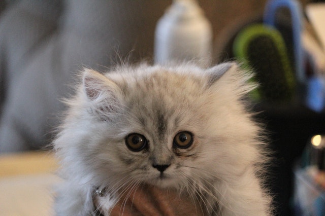 Purebred silver chinchilla persian male Dollface | Cats & Kittens for ...