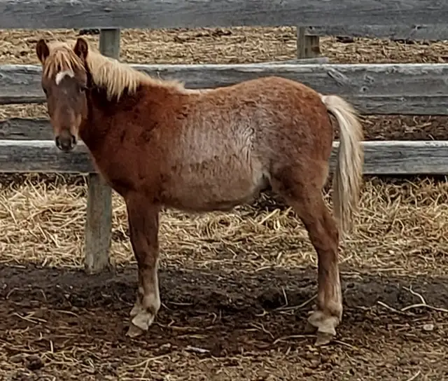 Grade 2025 POA and Pony Pinto Stud Colts | Horses & Ponies for Rehoming ...