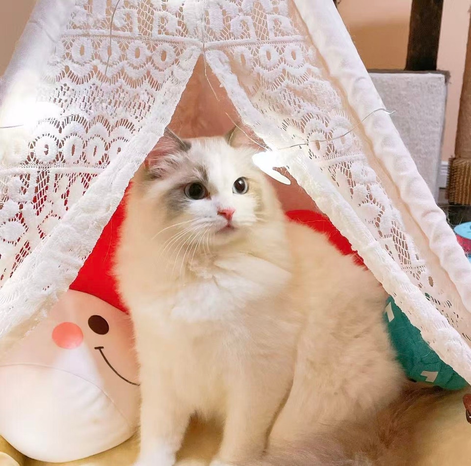 Cute ragdoll cat looking for a nice family | Cats & Kittens for ...