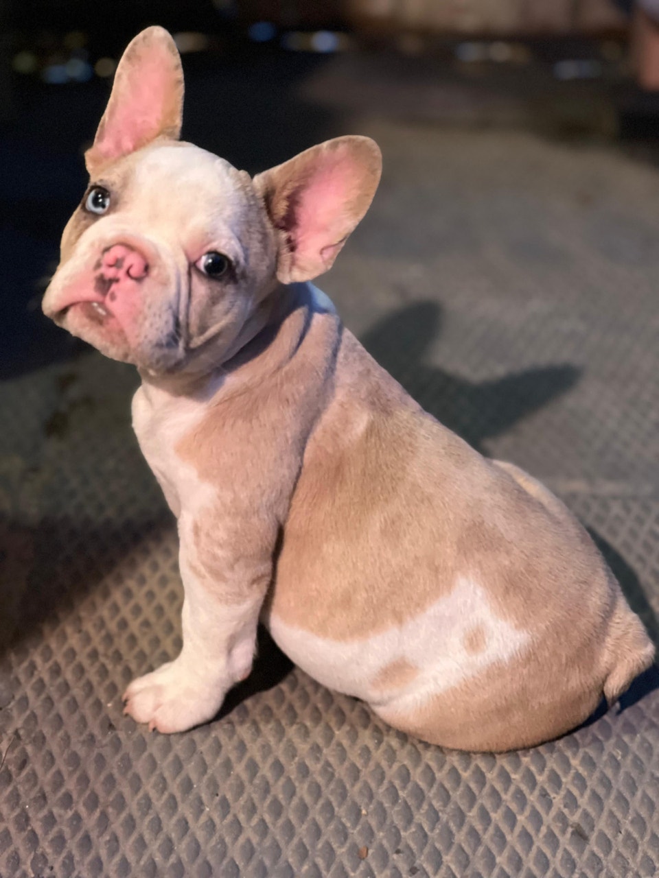 Shrek- French Bulldog Available for Breeding | Dogs & Puppies for ...