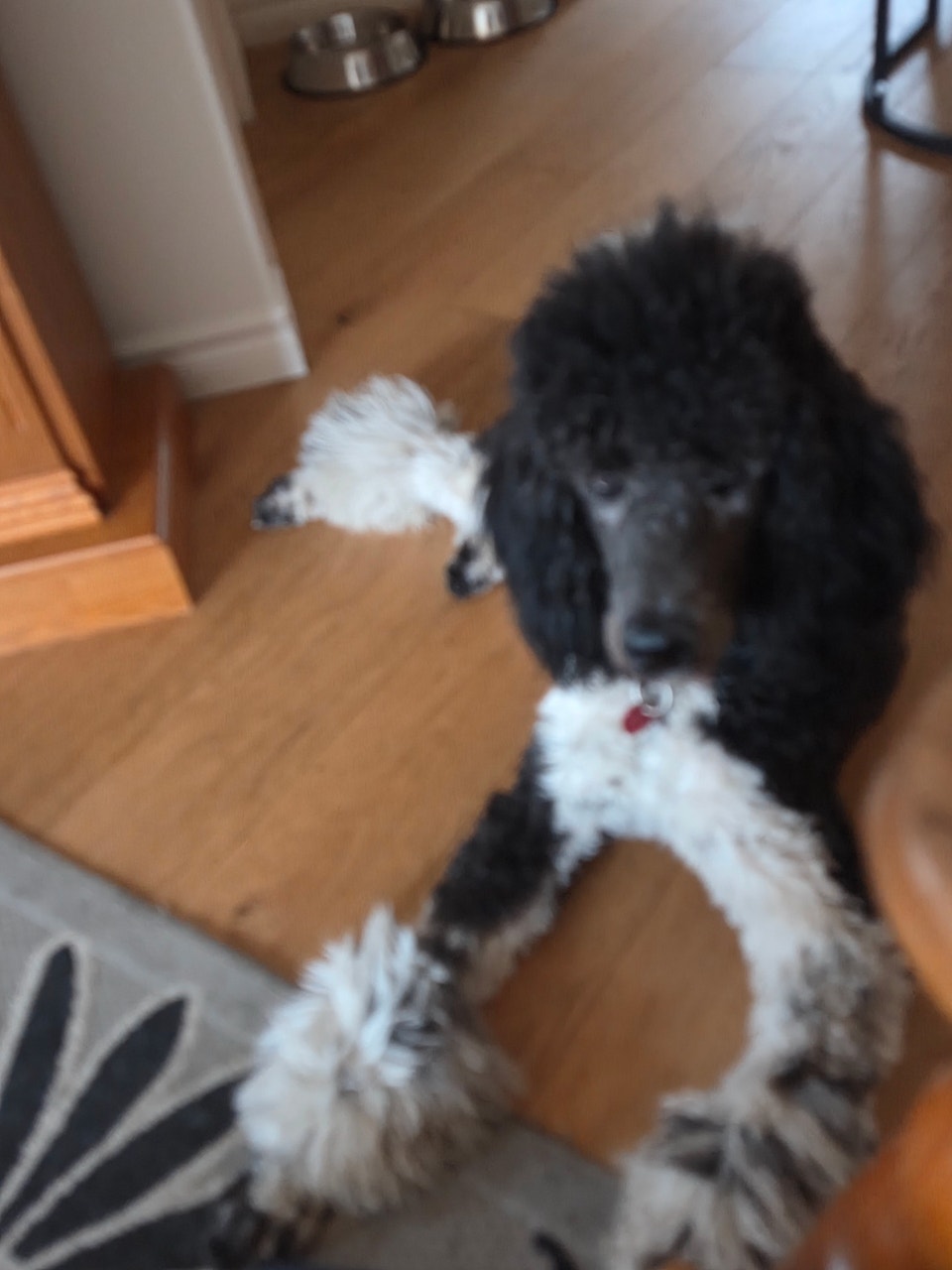 Caniche royale standard à vendre | Dogs & Puppies for Rehoming ...