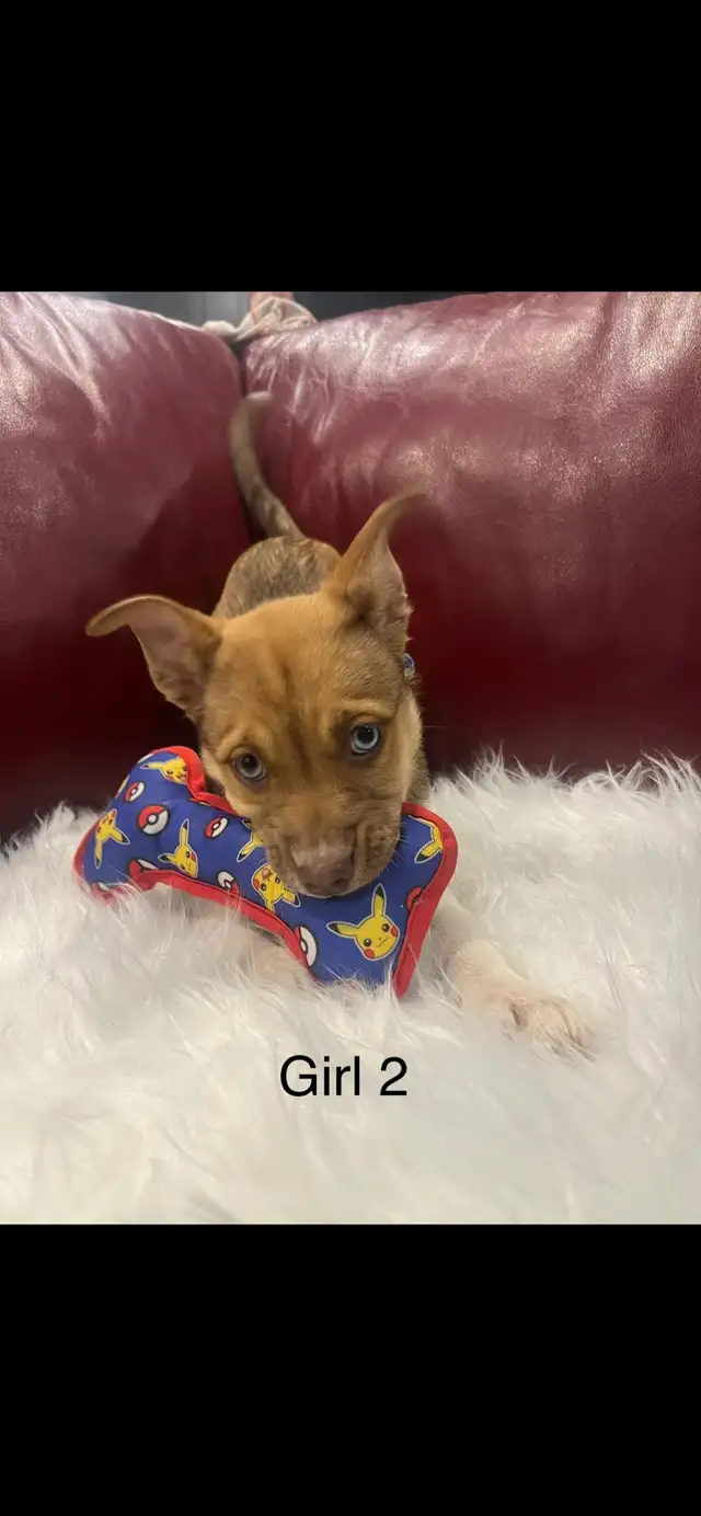 Mixed puppies only serious Inquiries please and thx | Dogs & Puppies ...