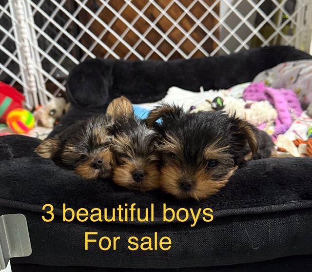 3 adorable male yorkies to choose from - Ready Oct 4th | Dogs & Puppies ...