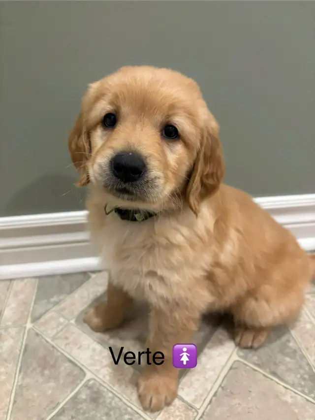Golden Retriever Roux | Dogs & Puppies for Rehoming | West Island ...