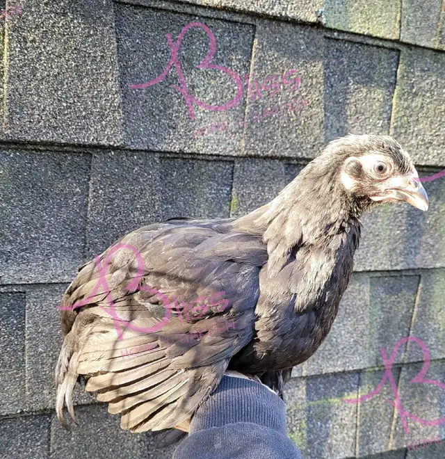 Easter Egger Hatching Eggs | Livestock | Delta/Surrey/Langley | Free ...