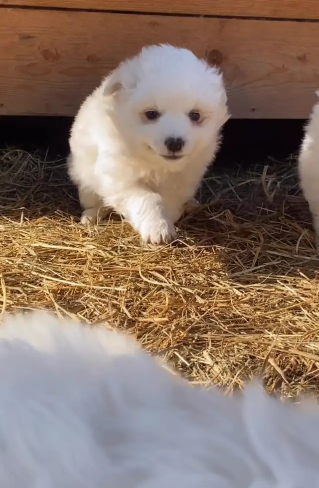 American Eskimo Puppies | Dogs & Puppies for Rehoming | Vernon | Free ...