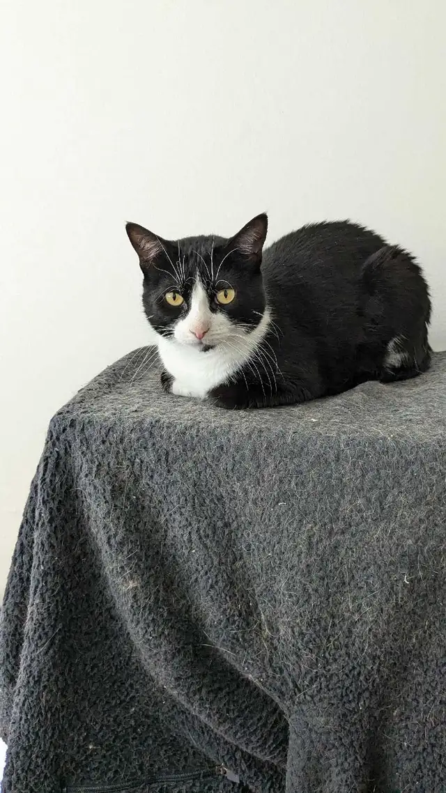 giving away cats Miley , Garfield and Cyrus for free | Cats & Kittens ...