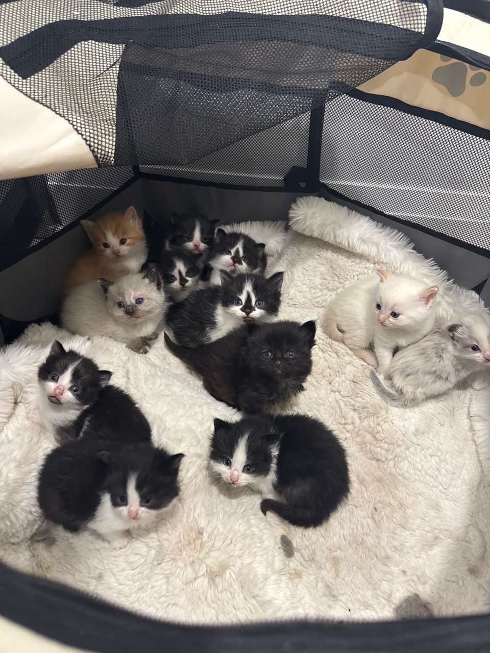 Ragdoll mix kittens. 8 available | Cats & Kittens for Rehoming ...