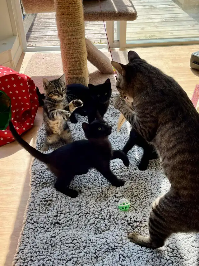 Mewtwo - Pokemon kitten needs a home.Will be neutered, vax, chip | Cats ...