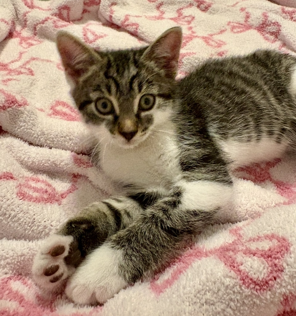 Kitten male 12 wo - chaton mâle 12 sem | Cats & Kittens for Rehoming ...