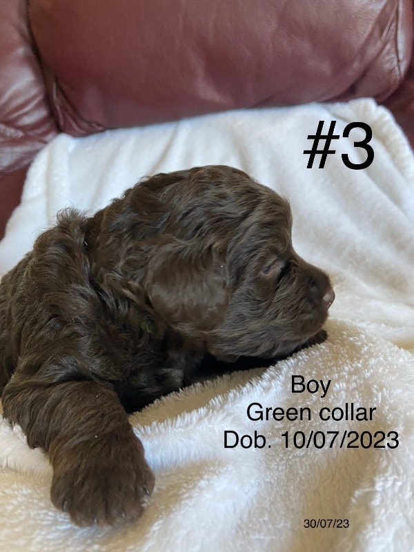 5 beautiful Miniture Labradoodles | Dogs & Puppies for Rehoming ...