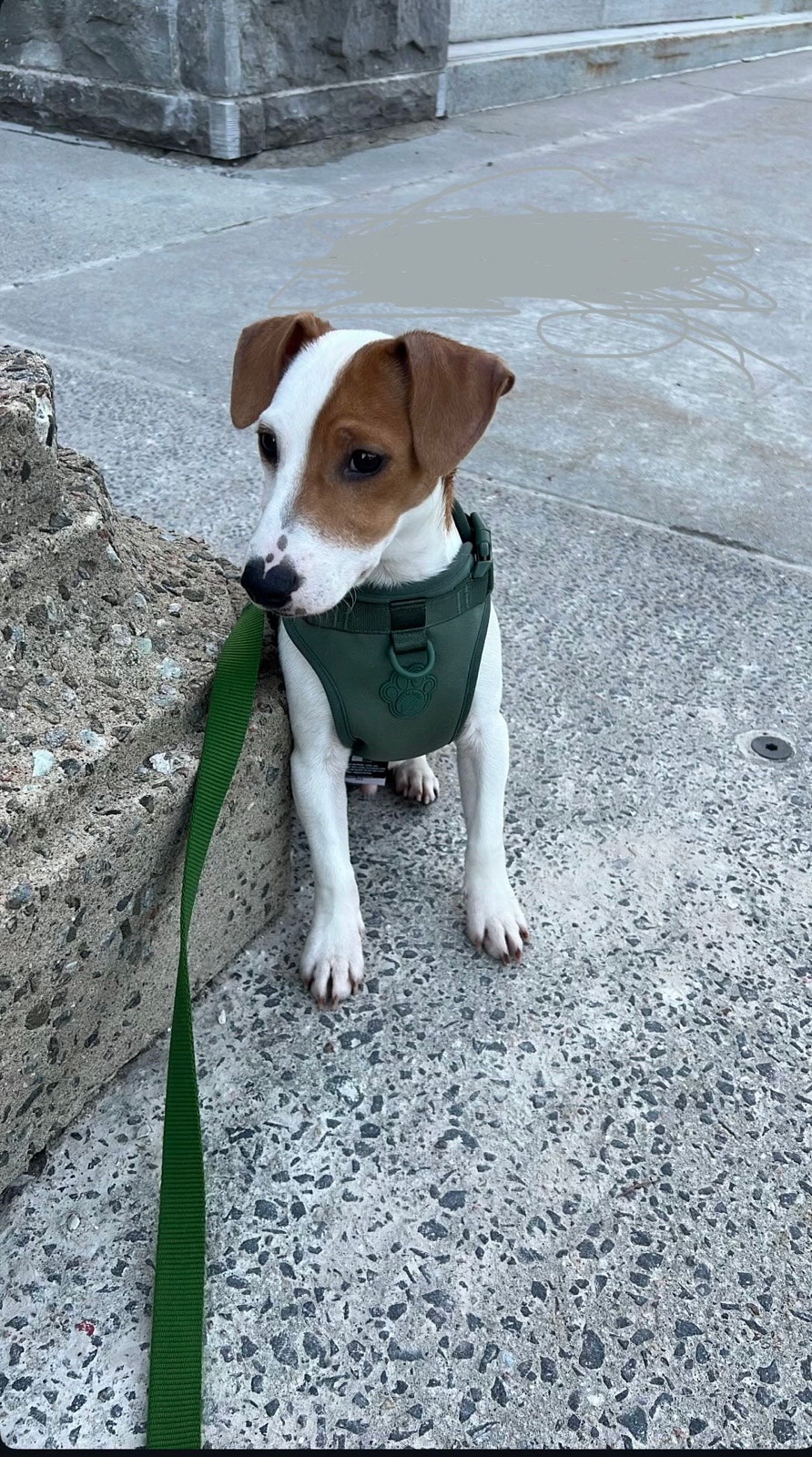 Little Jack Russell | Dogs & Puppies for Rehoming | Ottawa | Free local ...
