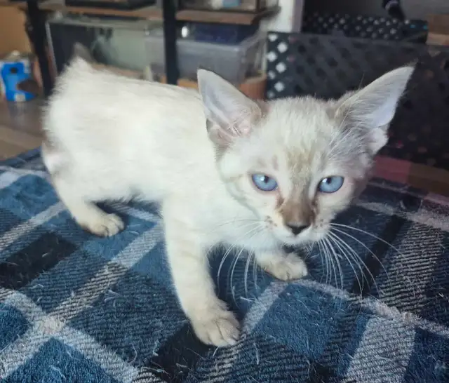 Highland Lynx femelle 1 gènes 514-501-9810 | Cats & Kittens for ...
