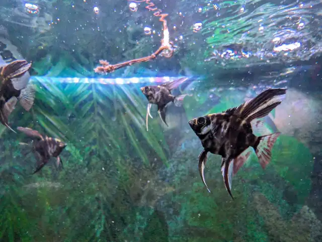 Black Marble Juvenile Angelfish | Fish for Rehoming | Ottawa | Free ...