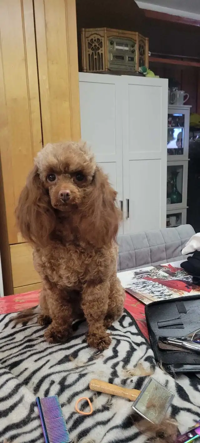 Poodle pups | Dogs & Puppies for Rehoming | Sudbury | Free local ...