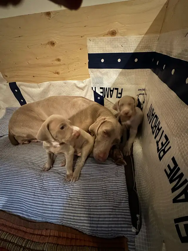 Weimaraner Puppies for Sale! | Dogs & Puppies for Rehoming | City of ...