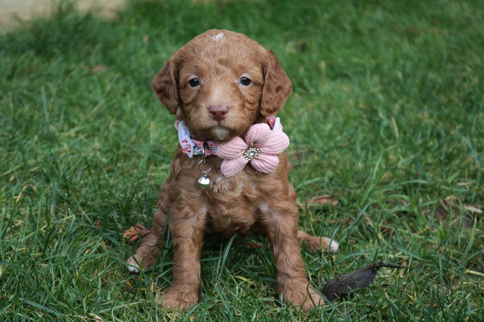Micro mini Goldendoodles ready mid January 2026 | Dogs & Puppies for ...