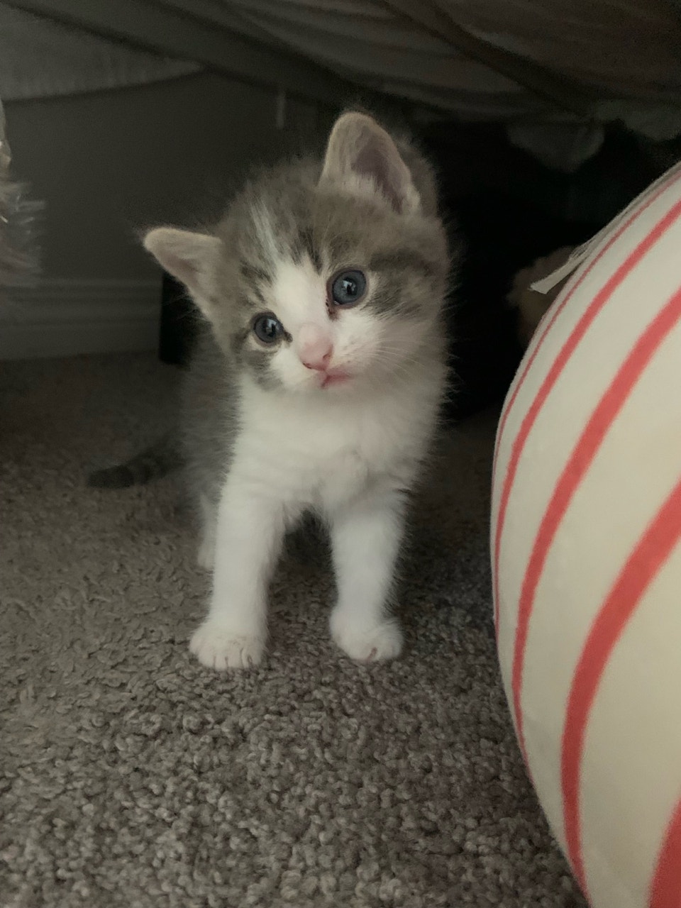 9 weeks turkish angora calico kittens male female cats | Cats & Kittens ...