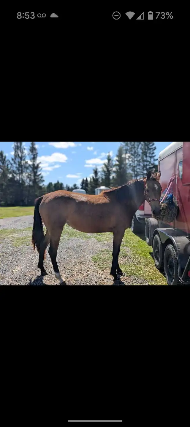 APHA papered dark buckskin filly | Horses & Ponies for Rehoming ...