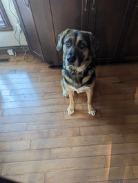 chien a donner in Québec - Kijiji Canada