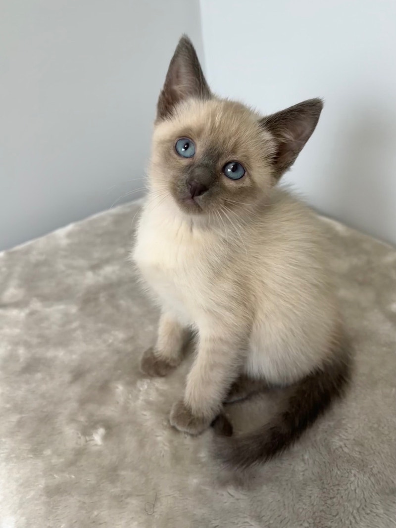 Siamese/Ragdoll - Ragamese | Cats & Kittens for Rehoming | North Bay ...