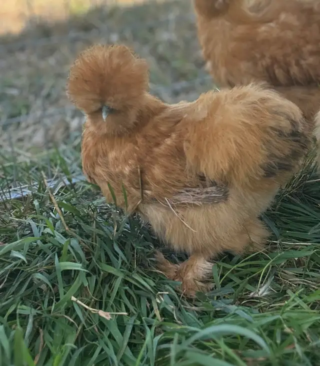 Pure Silkie Chicken Hatching Eggs | Livestock | St. Albert | Free local ...