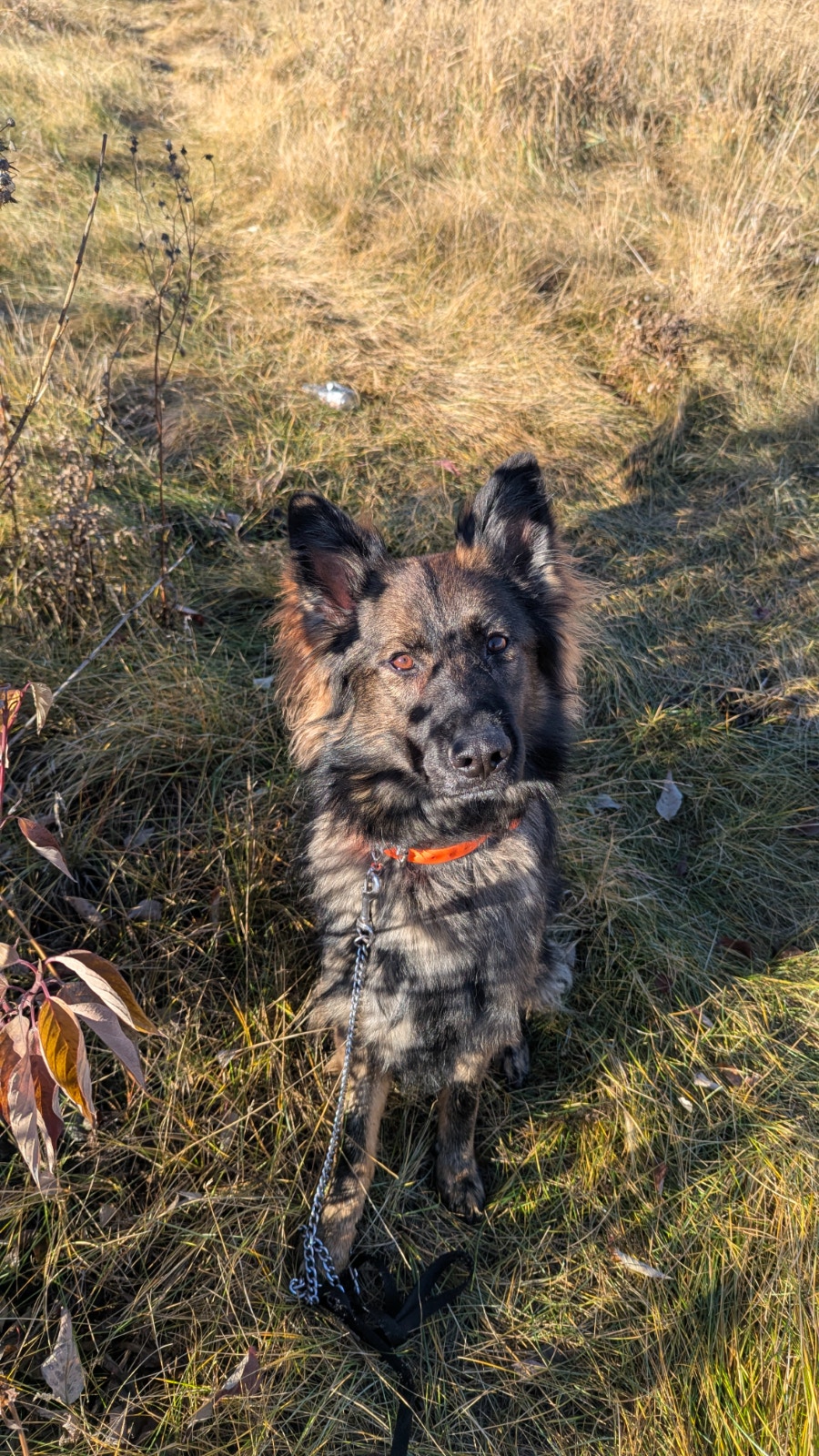 WORKING LINE GSD (URGENT!!) | Dogs & Puppies for Rehoming | Edmonton ...