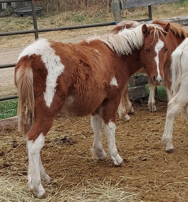 Grade 2025 POA and Pony Pinto Stud Colts | Horses & Ponies for Rehoming ...