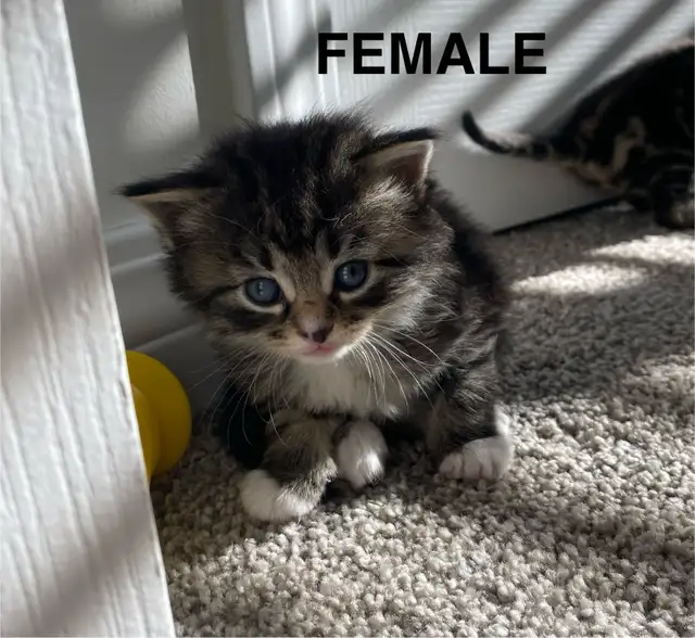 TABBY KITTENS | Cats & Kittens for Rehoming | Medicine Hat | Free local ...