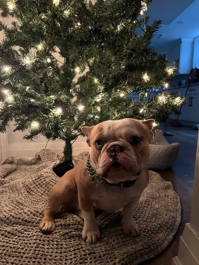 Shrek- French Bulldog Available for Breeding | Dogs & Puppies for ...