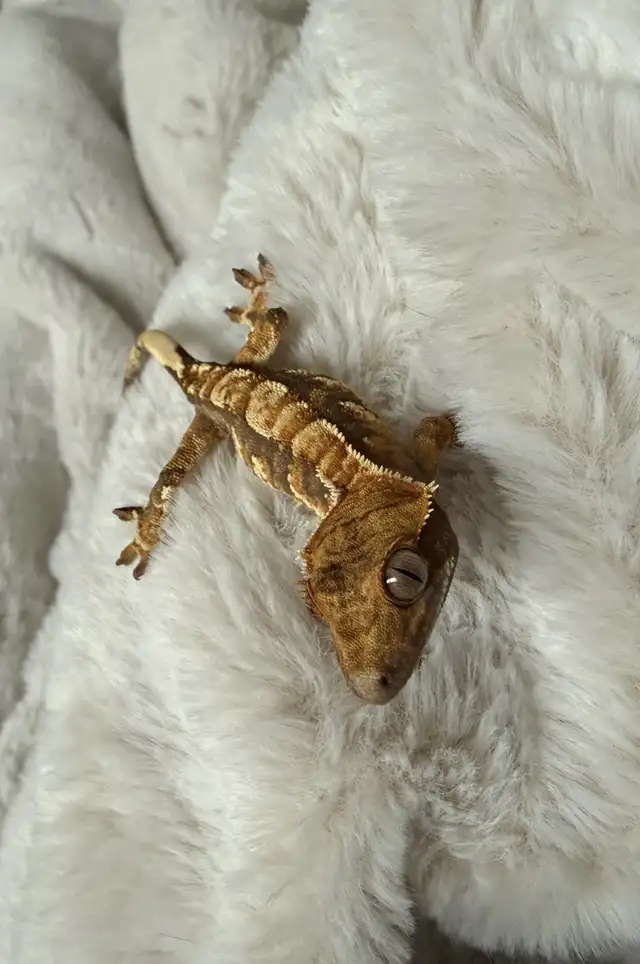 crested gecko with bio enclosure for sale | Reptiles & Amphibians for ...