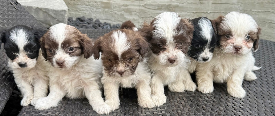 Beautiful Shih Tzu Poodle puppies for sale | Dogs & Puppies for ...