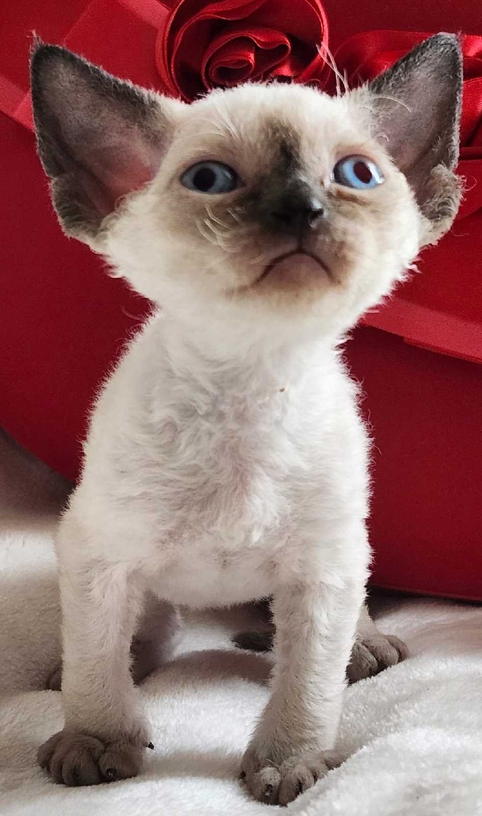 Devon-Rex | Cats & Kittens for Rehoming | City of Montréal | Free local ...