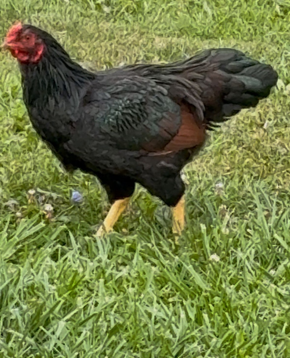 Chicken& Rooster for sale, 4 mths old Dark Cornish, Buff orpinto ...