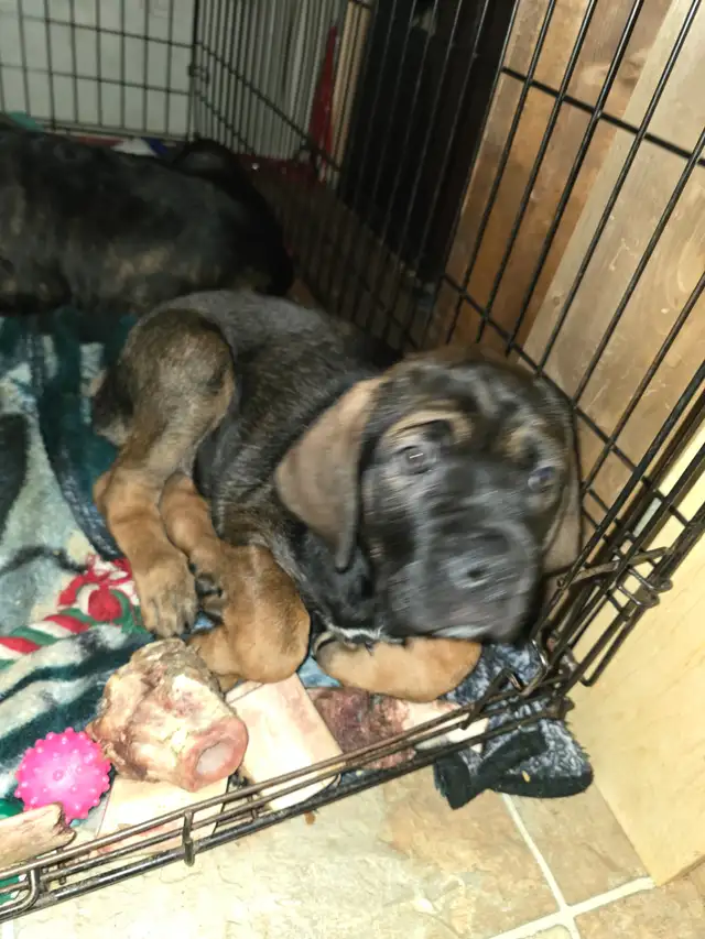 Cane Corso puppy | Dogs & Puppies for Rehoming | Swift Current | Free ...