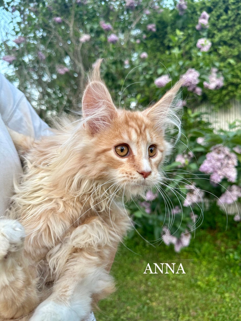 Magnifique Maine Coon "Anna" | Chats et chatons à adopter | Laval/Rive ...