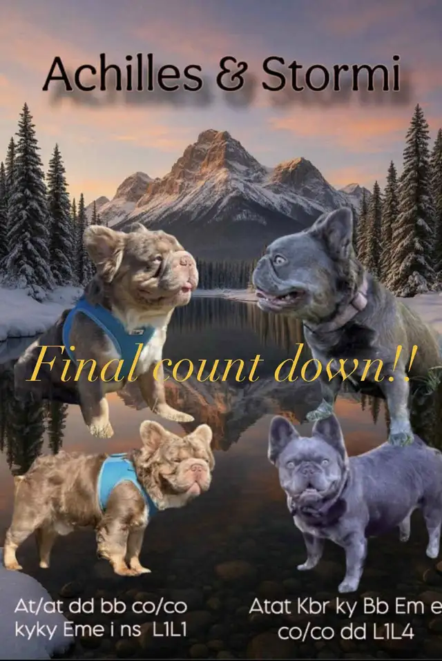 French bulldog /fluffy/ big rope | Dogs & Puppies for Rehoming ...