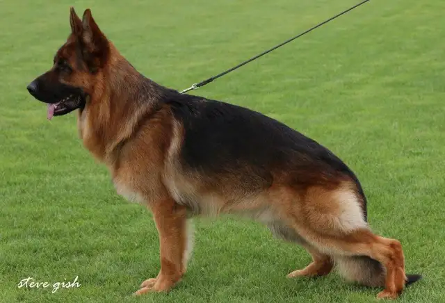 Ckc Reg'd WorldClass German Imported German Shepherd Puppies | Dogs ...