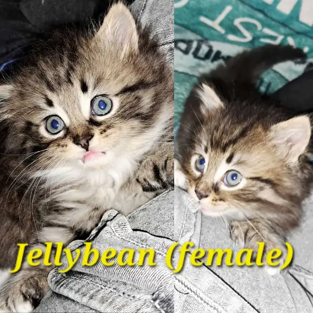 *PENDING PICKUP* Maine Coon x Norwegian Forest Cat kittens | Cats ...