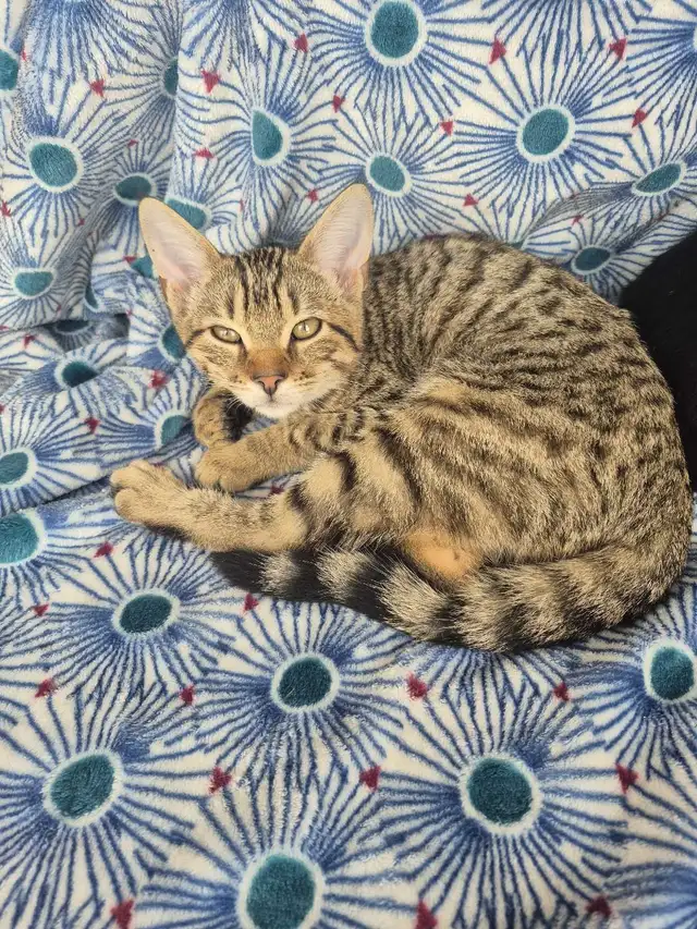 vaccinated kittens | Cats & Kittens for Rehoming | Ottawa | Free local ...