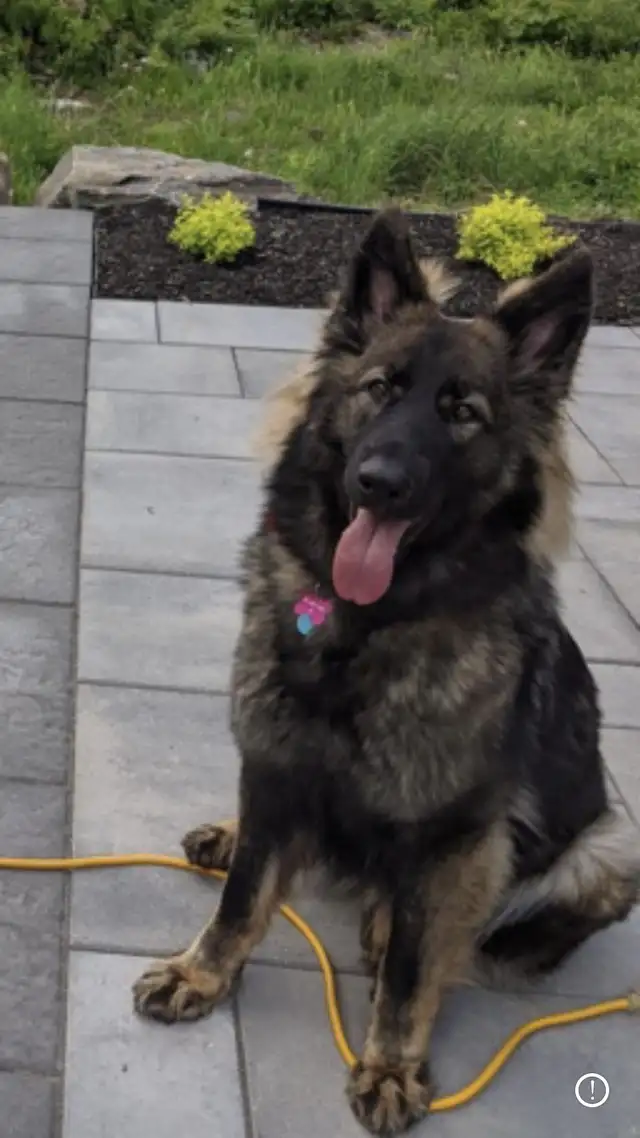 Magnifique chiot Berger Allemand | Dogs & Puppies for Rehoming ...