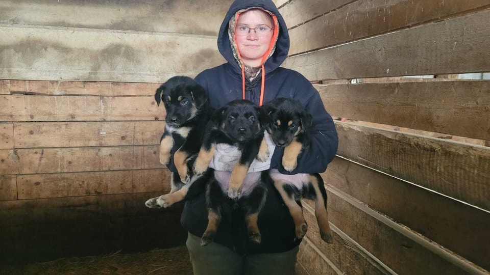 German Shepherd Cross Puppies | Dogs & Puppies for Rehoming | Portage ...