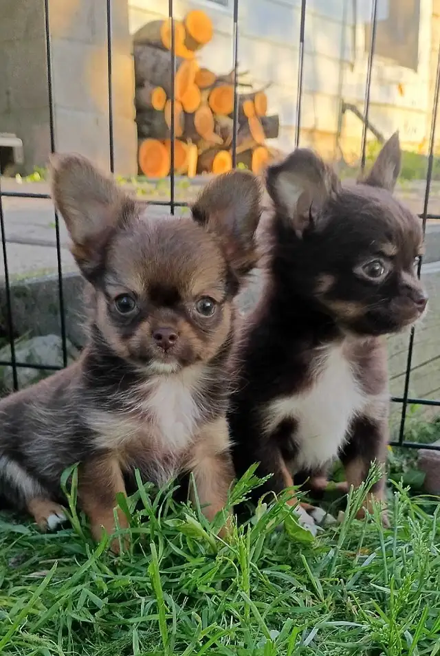 long hair Chihuahua puppies | Dogs & Puppies for Rehoming | Kingston ...