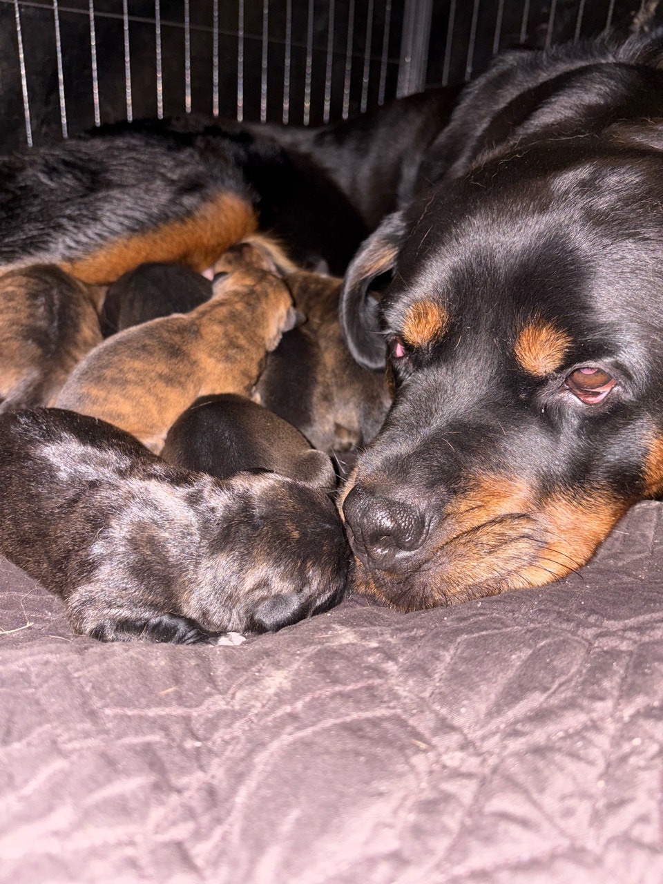Rottweiler x Presa Canario | Dogs & Puppies for Rehoming | Chatham-Kent ...