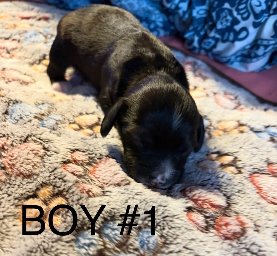 Cockapoo Puppies | Dogs & Puppies for Rehoming | Charlottetown | Free ...