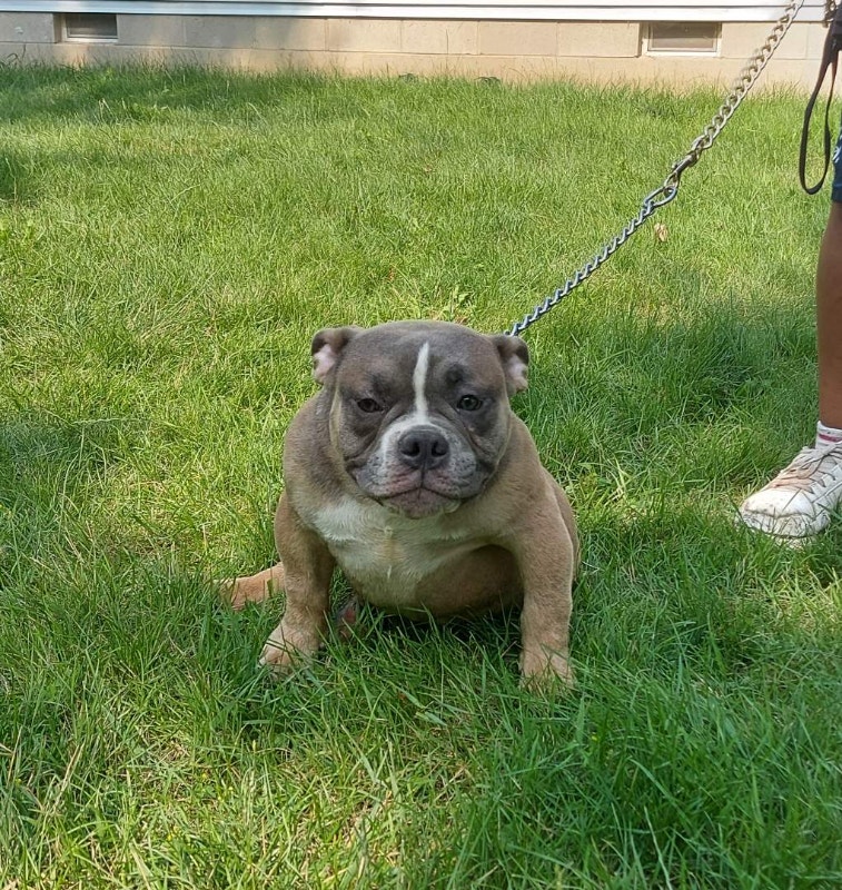 6 month healthy Beautiful fawn blue micro male - up for grabs | Dogs ...