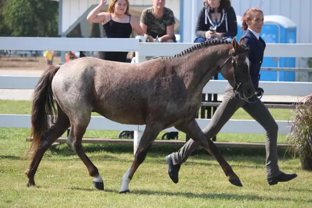Alvesta Valentino - Section B Welsh Stallion | Horses & Ponies for ...