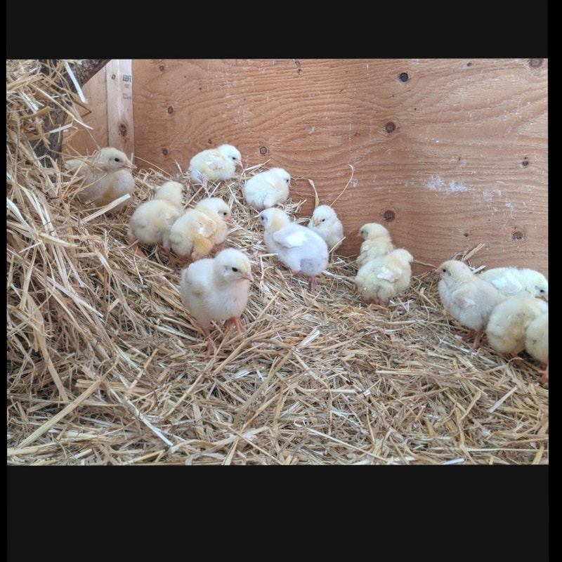 Cornish giant / meat bird chicks | Livestock | Calgary | Kijiji