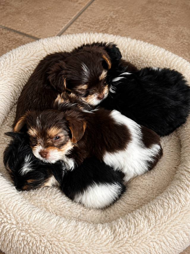 Yorkshire Terrier Puppies | Dogs & Puppies for Rehoming | Ottawa | Free ...
